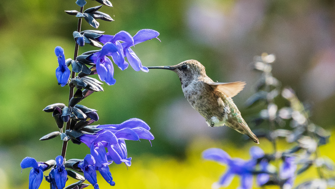 The Power of Pollinators: Making Friends with Bees and Butterflies to ...