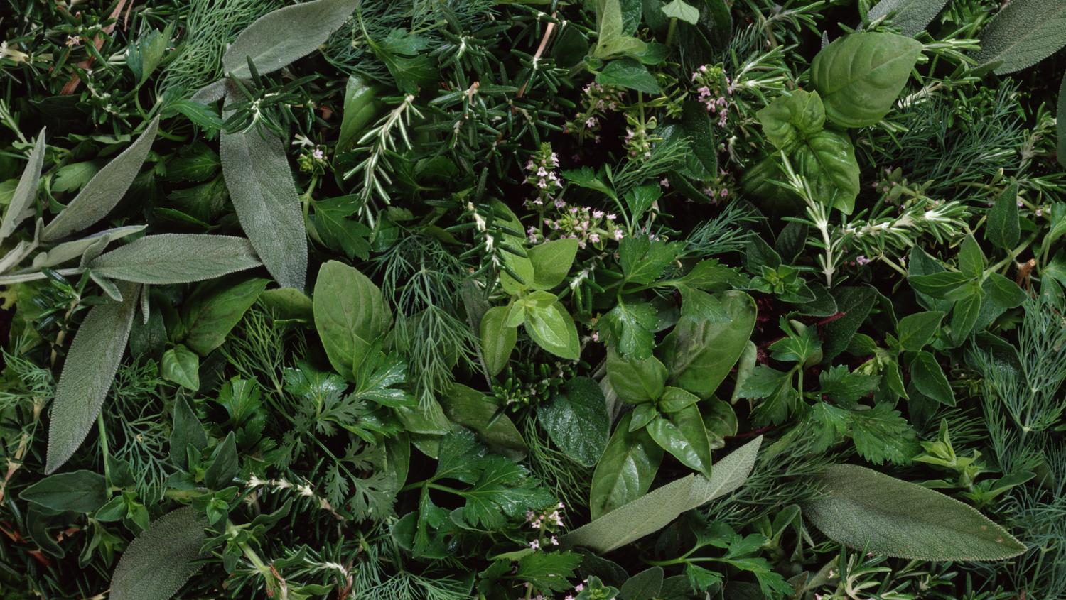 The Confessions of a Serial Plant Killer: What My Dead Herbs Taught Me ...