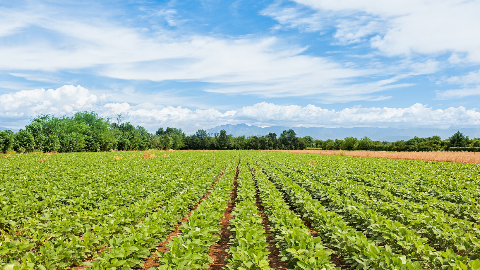 Decoding Regenerative Agriculture: Soil Health vs. Productivity ...